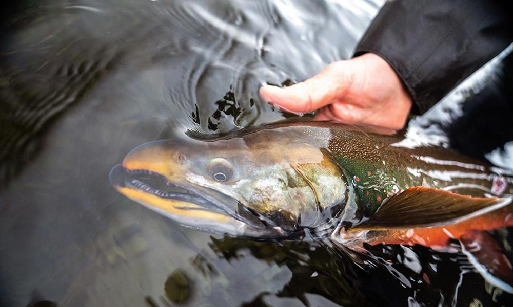 Dolly Varden Fishing Lodges & Trips | FishingExplora