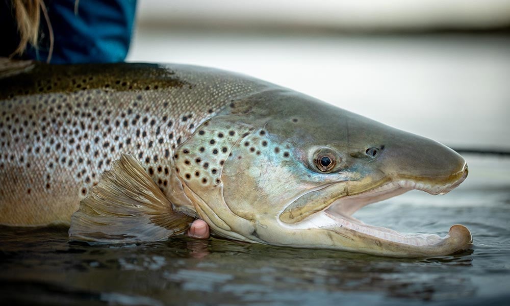 Sea-Run Brown Trout Fishing Lodges & Trips | FishingExplora