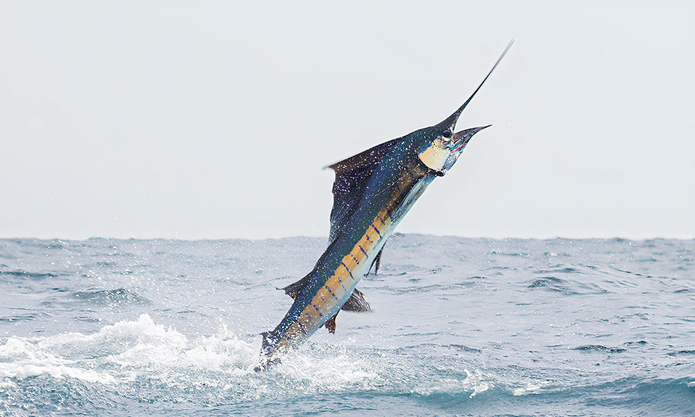 Billfish Fishing Lodges & Guided Trips | FishingExplora