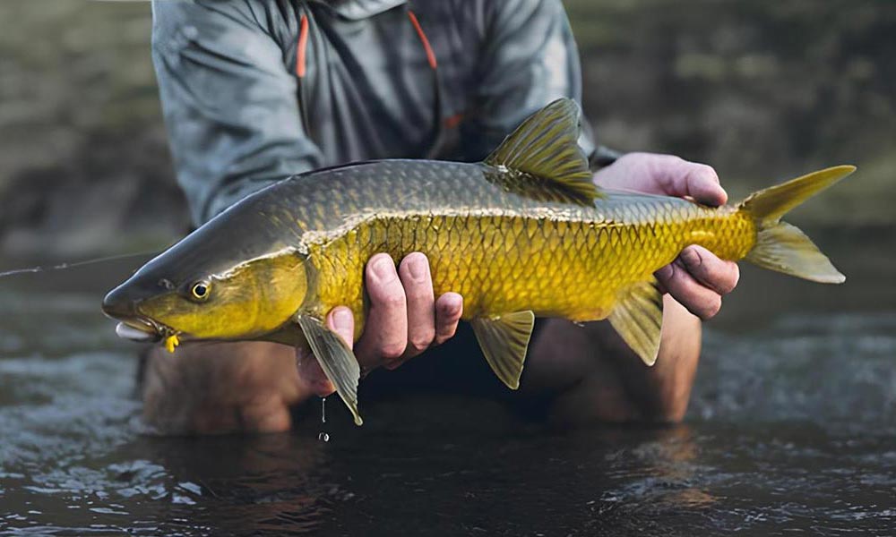 Yellowfish Fishing Lodges & Guided Trips | FishingExplora