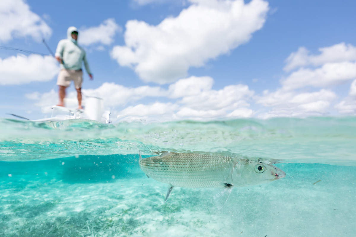 Bahamas Bonefishing Season: Month-by-Month Planning Guide
